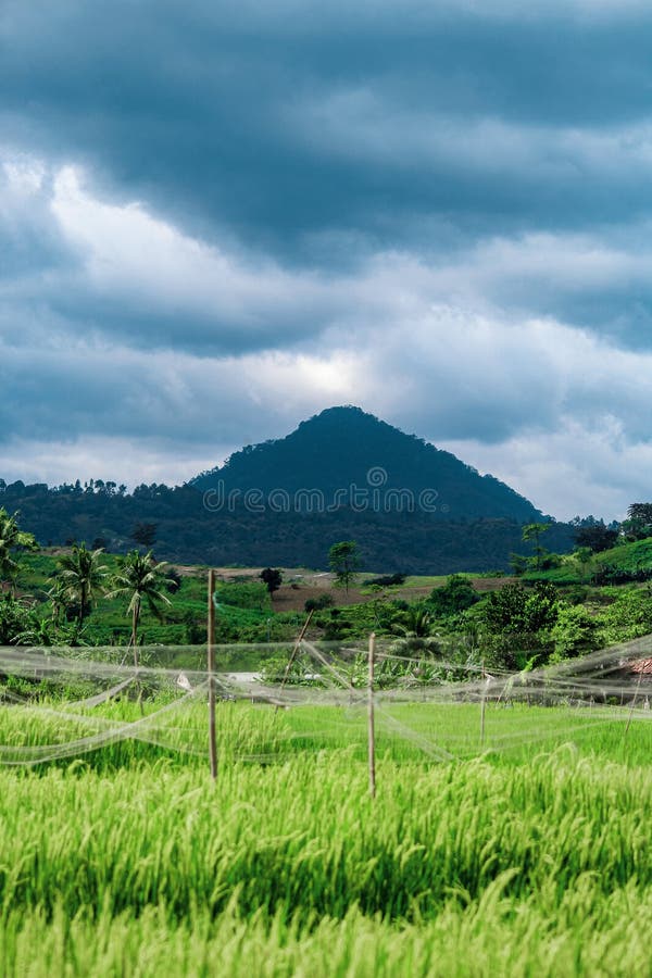 View of the Mountain from Below with Rice Fields at Its Feet Stock ...