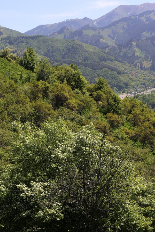 View in a mountain forest. stock photo. Image of color - 184196300