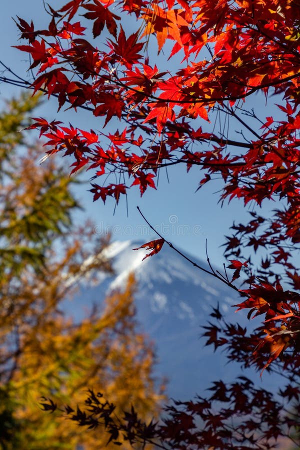 View of Mountain Fuji in Autumn Japon Stock Image - Image of snow ...