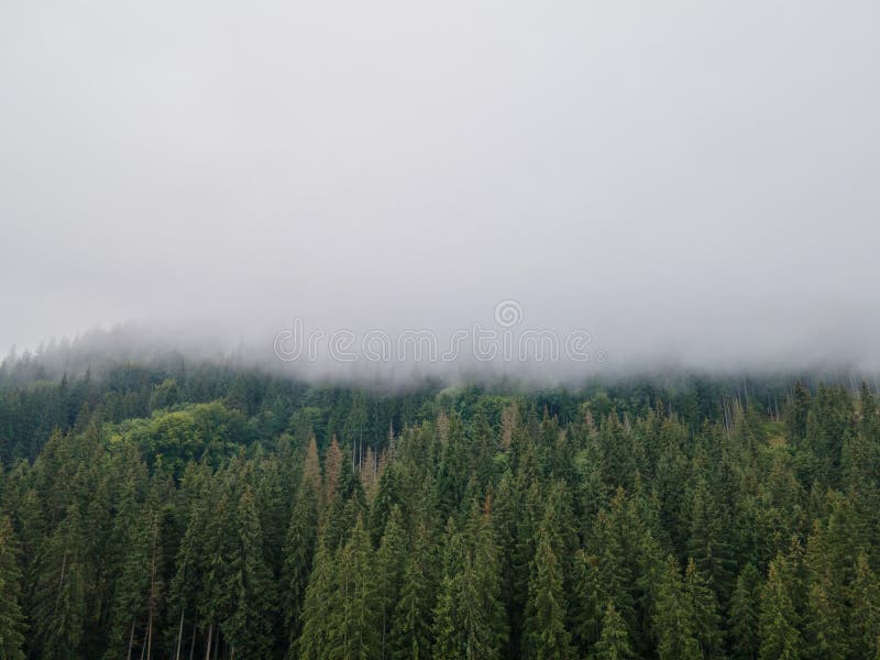 View of Mountain Pine Tree Forest Mist Clouds in Top Stock Photo ...