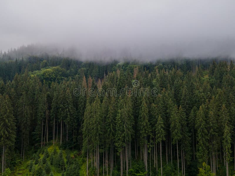 View of Mountain Pine Tree Forest Mist Clouds in Top Stock Image ...