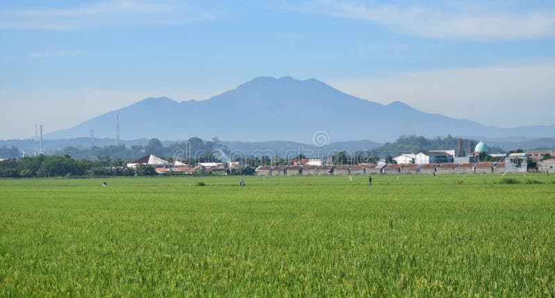 View of the Mountain - Rice Fields with a Mountain Background Stock ...