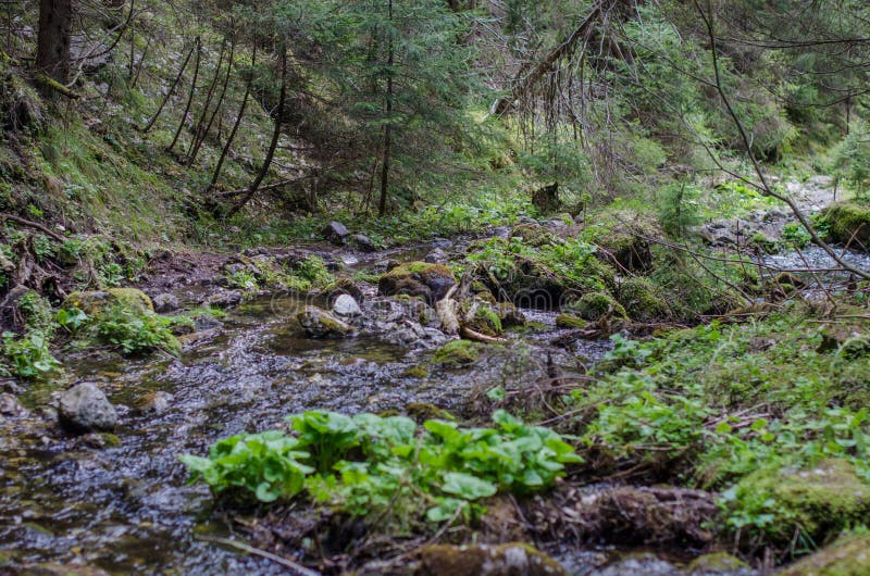 View of Mountain River in Early Spring, in Slovakia Stock Image - Image ...