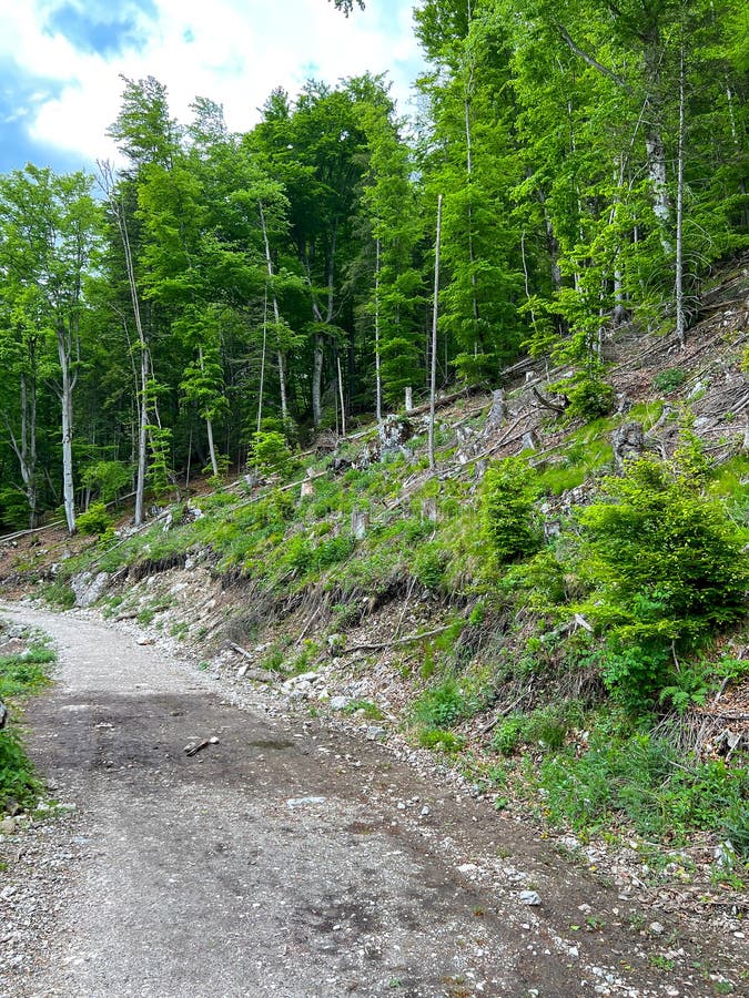 View of a Mountain Road among Slopes Covered with Green Trees Stock ...