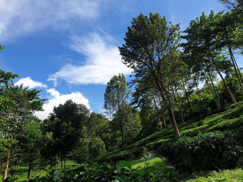 View Mountain Tea Tree Puncak Cisarua Indonesia Stock Photo - Image of ...