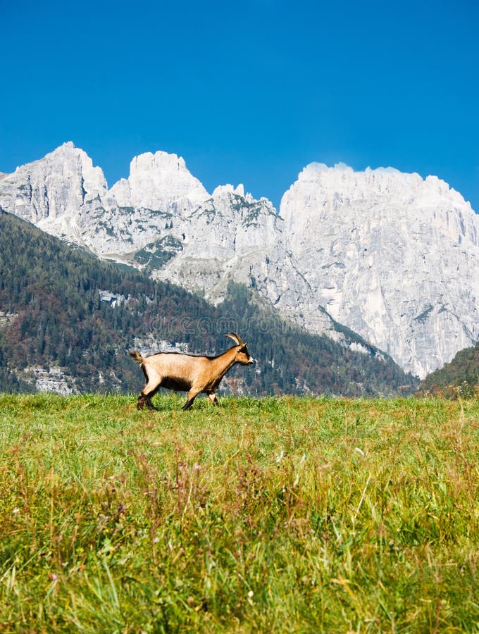 Mountain Landscape with Goat Stock Image - Image of green, field: 30241445