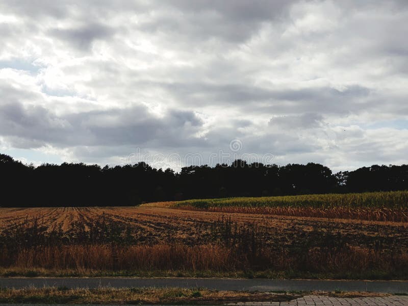 View on a Mowed Field and a Tree Area and with a Cloudy Sky Above Stock ...