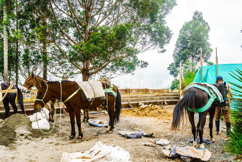View on Mule with Heavy Load in Salento, Colombia Editorial Photography ...