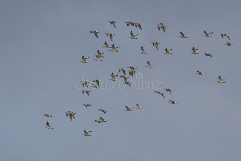 View of Multiple Curlew Flock Flying in the Sky Stock Image - Image of ...