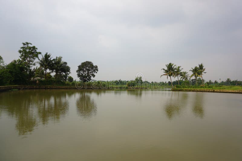 A Murky Lake stock photo. Image of water, murky, trees - 95800620