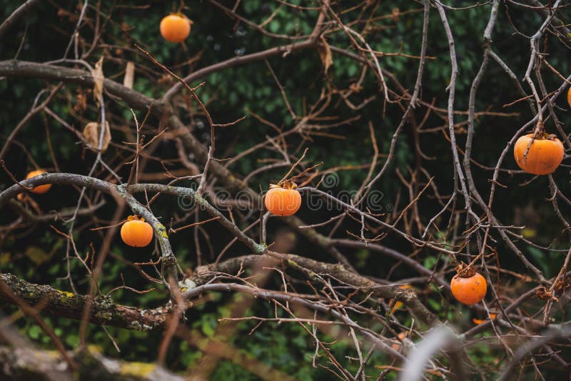 View through the Naked Branches of Khaki Fruits Growing on a Tree Stock ...