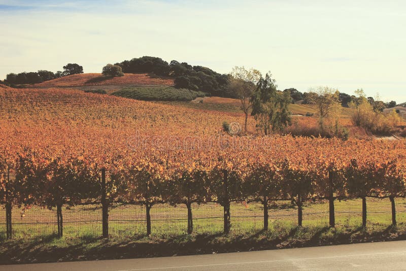 Fall Napa stock image. Image of season, leaves, country - 188251843