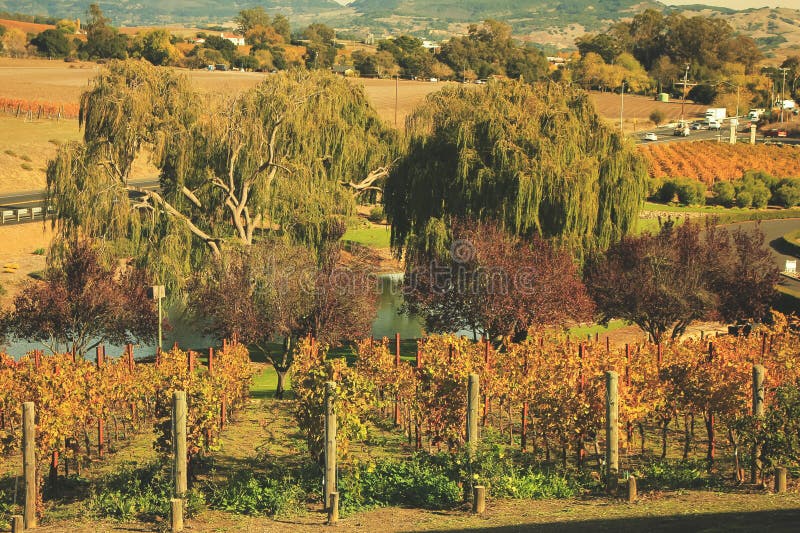 Fall Napa stock image. Image of crop, room, idyllic - 188251871