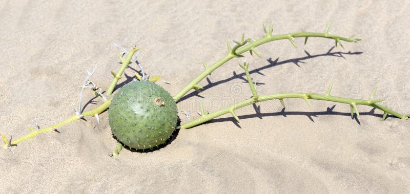 View of a Nara Fruit in the Desert Stock Photo - Image of beautiful ...