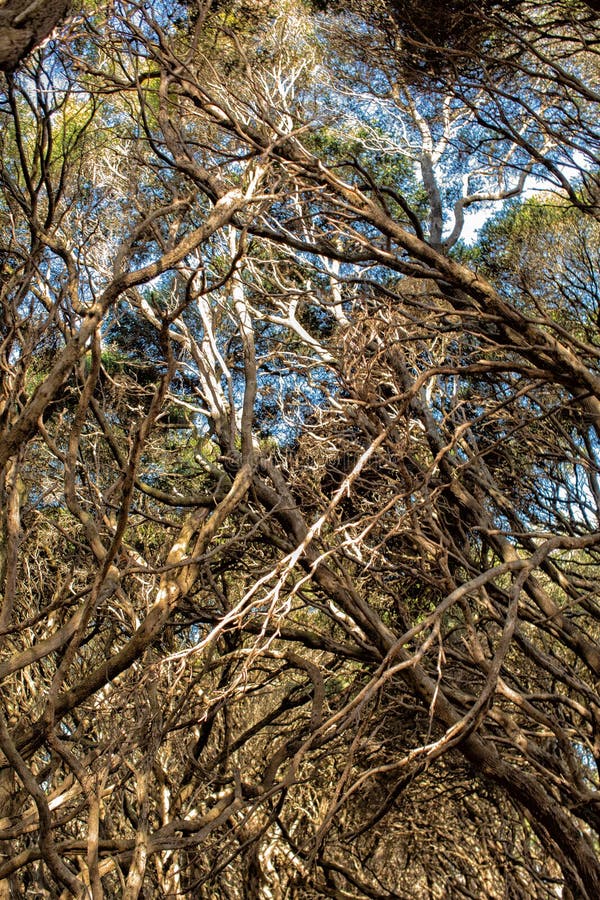 View of Native Forest Trees Over a Bush Track Stock Photo - Image of ...
