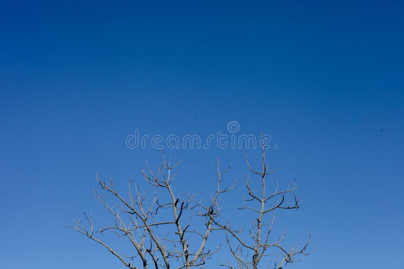 View of natural branches stock photo. Image of garbage - 141528202