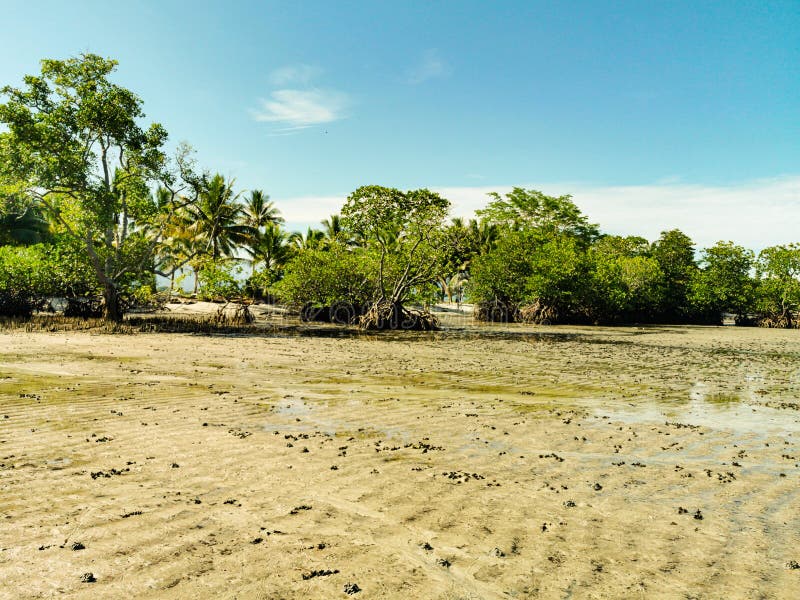 View of Sand Beach and Green Mangrove at Low Tide. Beautiful View of ...