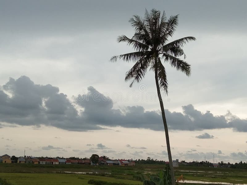 View of Nature in the Afternoon with Grey Cloud and Coconut Tree. Stock ...