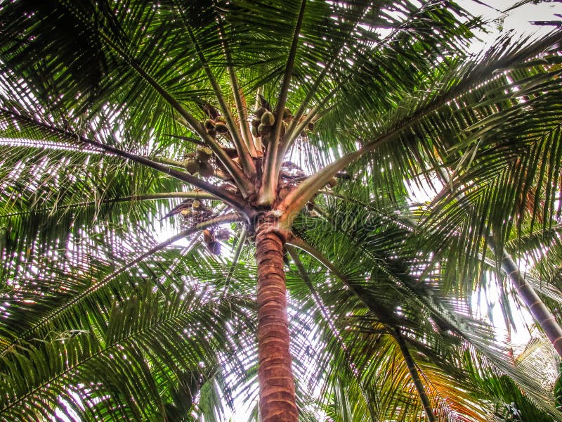 Colors of southern India stock photo. Image of tourism - 114329174