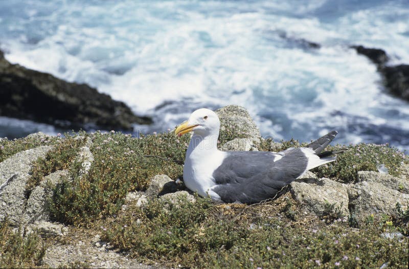 Nesting seagull stock image. Image of seagull, wildlife - 31525341