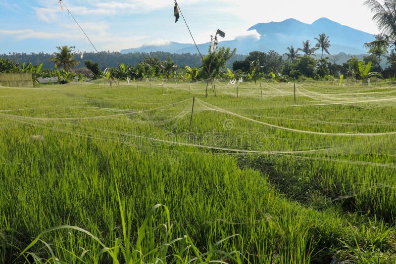 View of the Nets Above the Rice Fields To Prevent Insect Attacks so ...