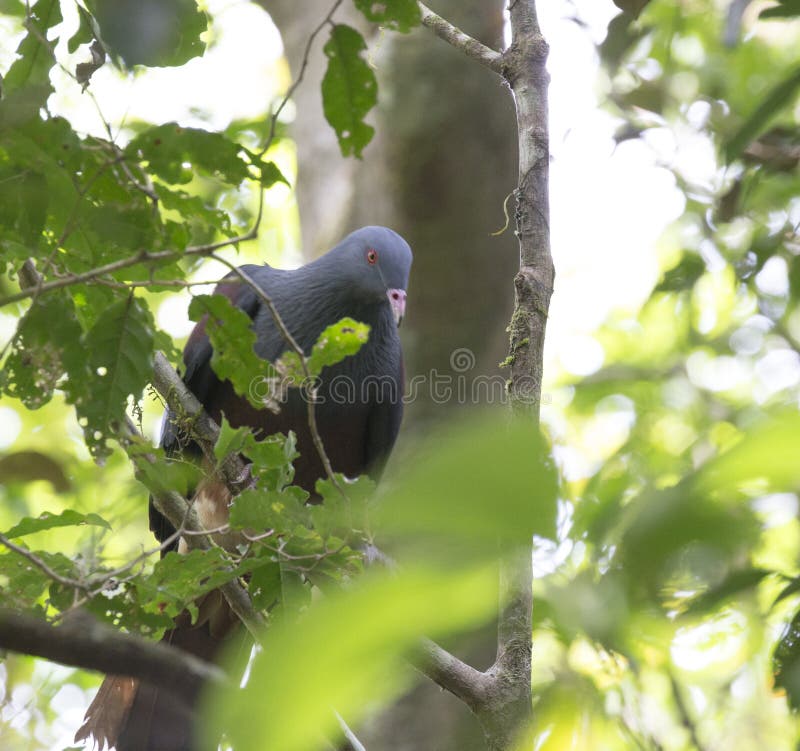 Notou Stock Photos - Free & Royalty-Free Stock Photos from Dreamstime