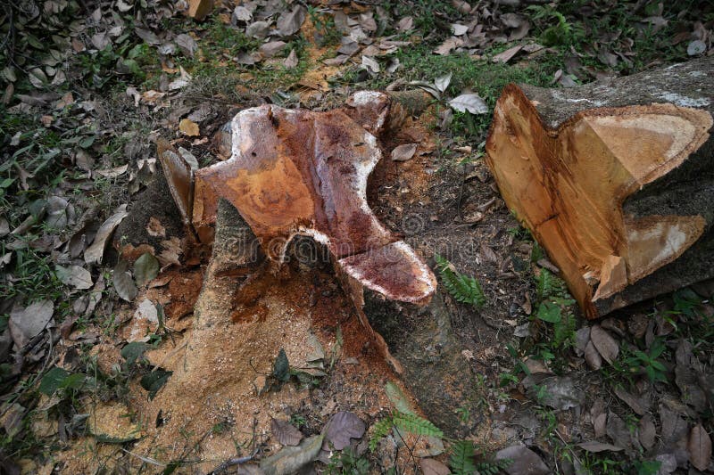 A Jack Tree Stump that Has Recently Been Cut Down and is Still Emitting ...