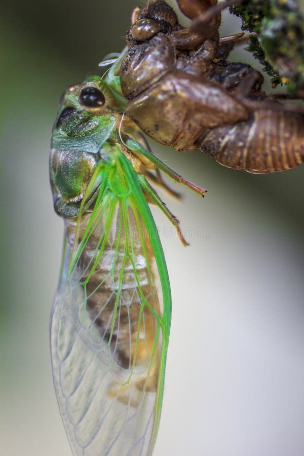 Newly Molted Cicada on a Tree Stock Photo - Image of creature, body ...