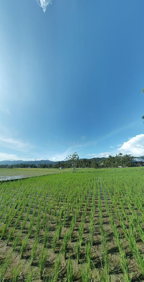 View of Newly Planted Rice. Stock Photo - Image of three, pasture ...