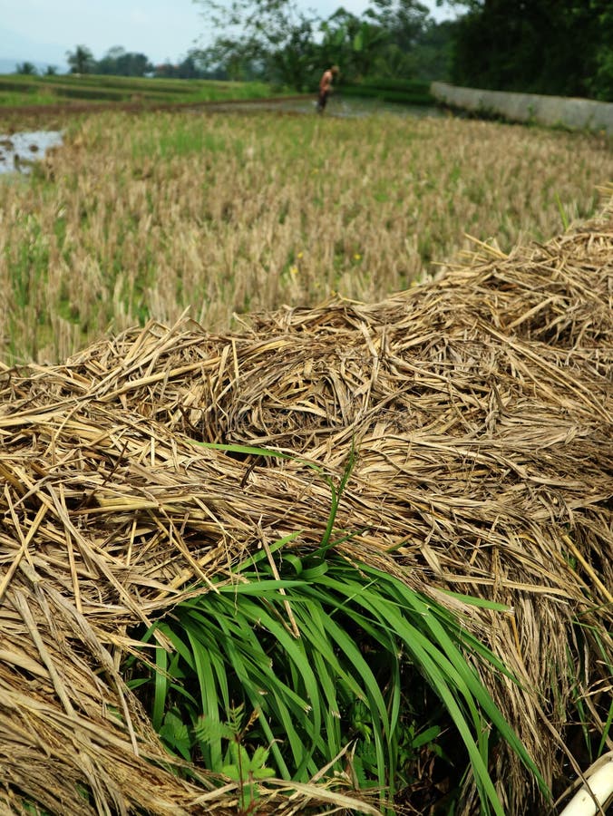 View of Rice Farming Fields in Indonesia Stock Image - Image of nature ...