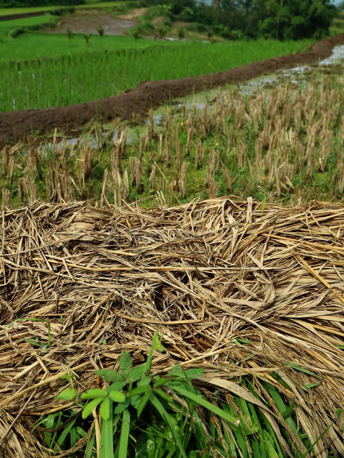 View of Rice Farming Fields in Indonesia Stock Image - Image of nature ...