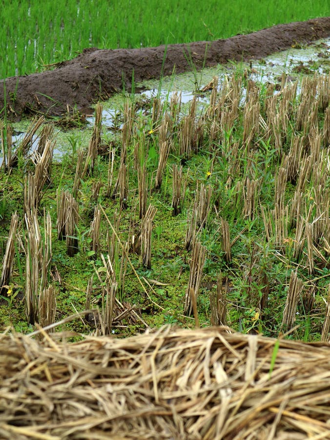 View of Rice Farming Fields in Indonesia Stock Image - Image of java ...