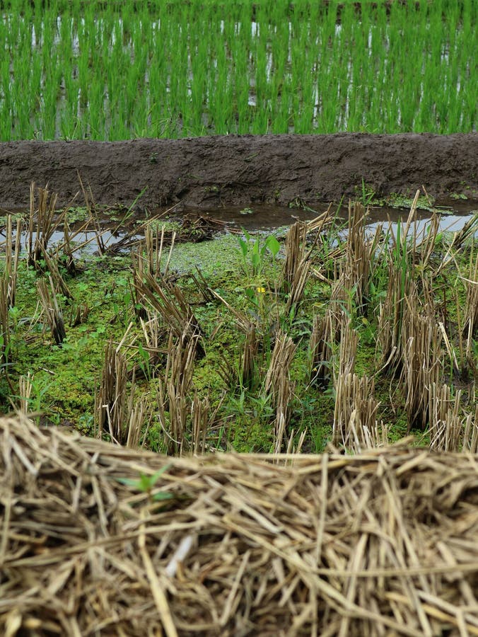View of Rice Farming Fields in Indonesia Stock Photo - Image of planted ...