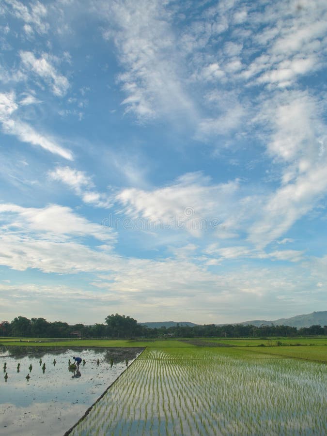View of Newly Planted Rice Fields, with the Reflection of a Cloudy Blue ...