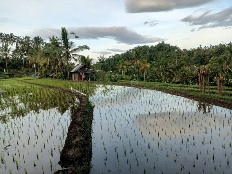 View of Newly Planted Rice Fields Stock Image - Image of view, tree ...