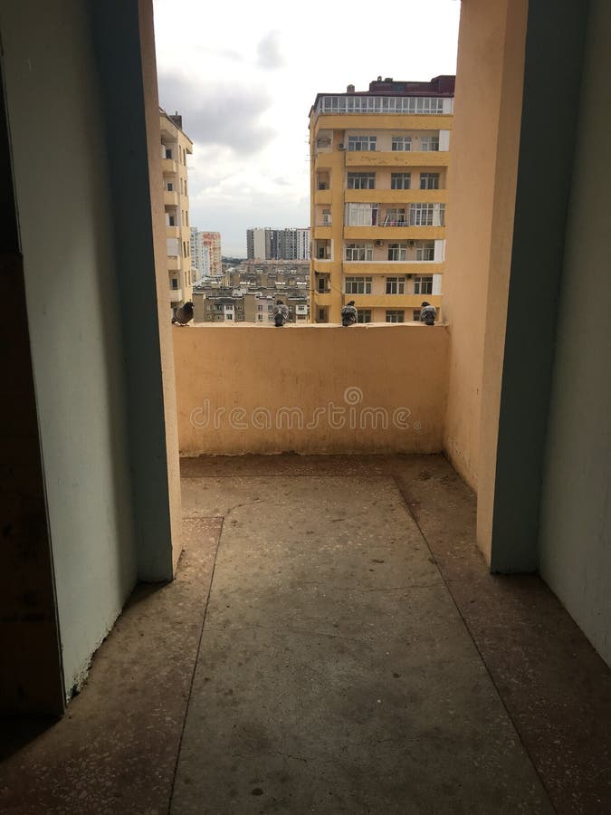 Birds floor ouside stock photo. Image of nice, birds - 179076298