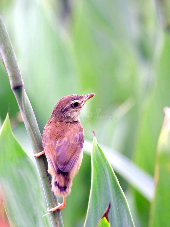 View of nice little bird stock image. Image of little - 55985747