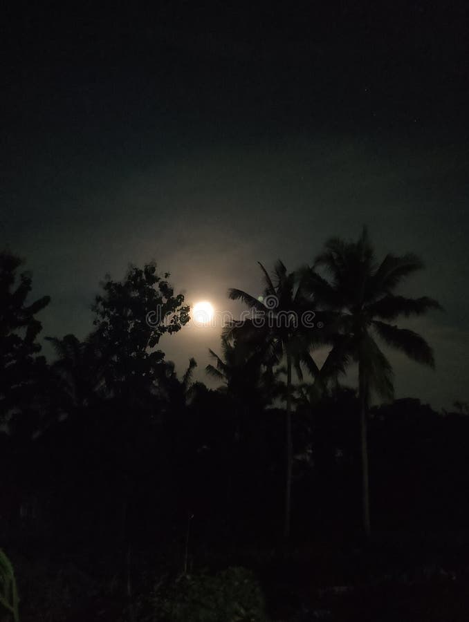 View at Night between Coconut Trees and Cassava Trees Stock Photo ...