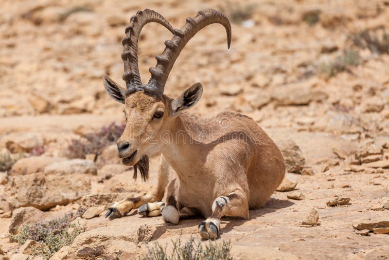 Nice View of Nubian Ibex Goat Stock Image - Image of holiday, ramon ...