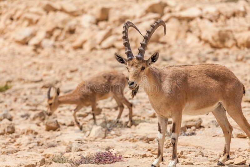 Nice View of Nubian Ibex Goat Stock Image - Image of park, capricorn ...
