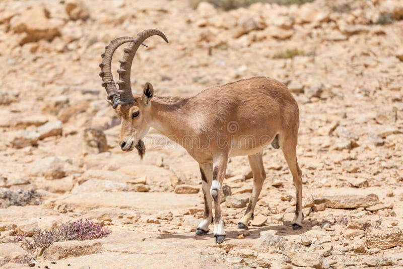 Nice View of Nubian Ibex Goat Stock Image - Image of national ...