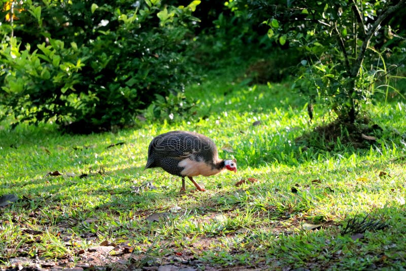 Cheeni Murgi Stock Photos - Free & Royalty-Free Stock Photos from ...