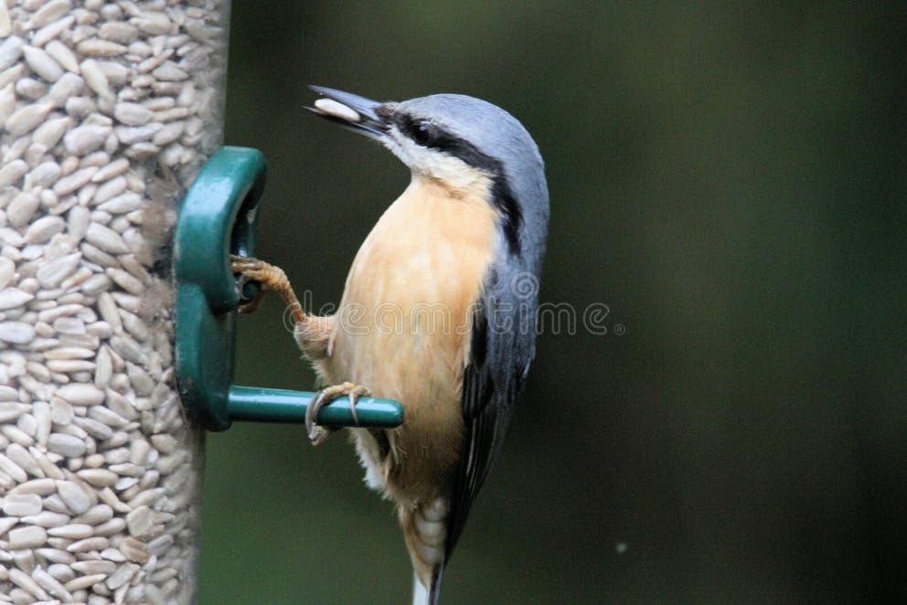 A view of a Nuthatch stock photo. Image of nature, wild - 232018560