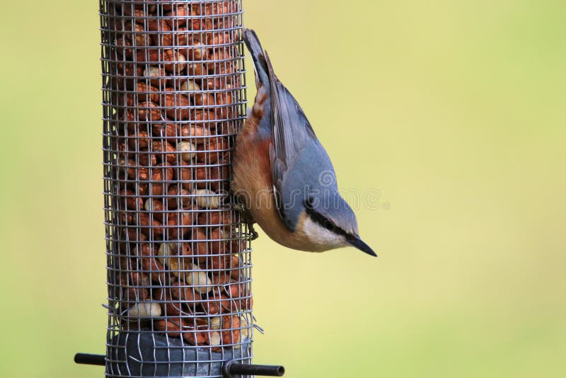 A view of a Nuthatch stock image. Image of bird, nature - 244683693