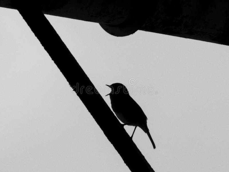 Black robin stock image. Image of blackandwhite, bird - 261258749
