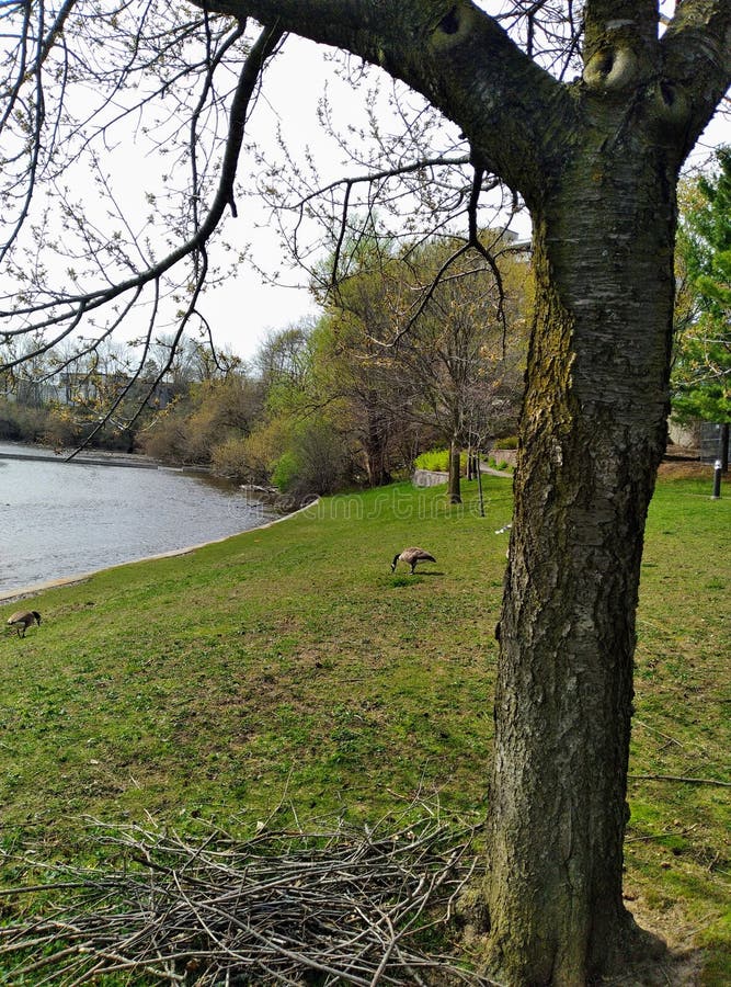 View of Oak Tree with Backdrop of River and Trees in Distance Serene ...