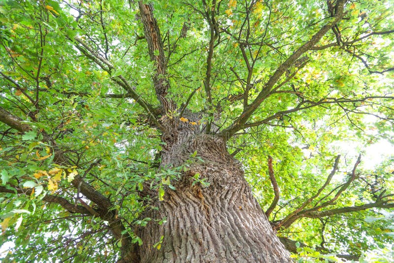 View of the oak tree stock image. Image of green, brown - 66612003