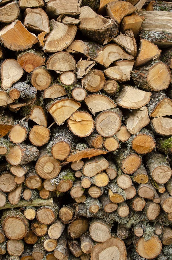 View of Oak Wood Cut and Stacked for Drying, Wood for Winter Stock ...