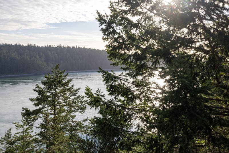 Sun through Cliffside Trees Over Ocean Inlet Stock Photo - Image of ...