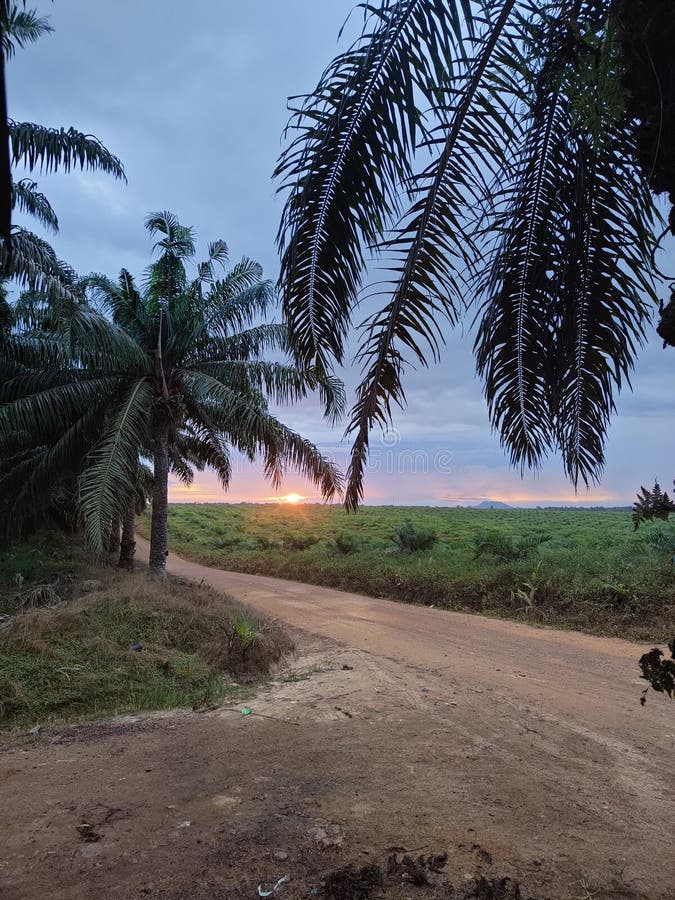 Oil palm plantations stock photo. Image of three, view - 329086102